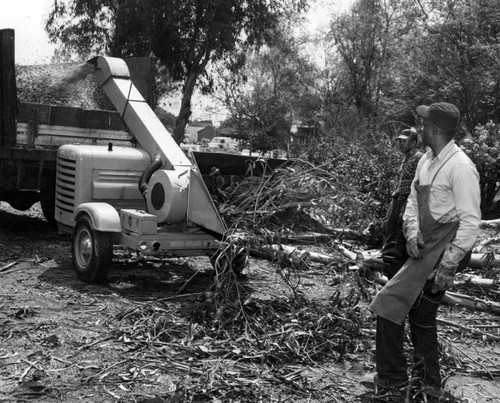 Makes chip off old block — Calisphere