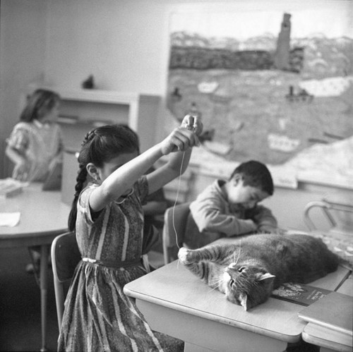 Elysian Heights Elementary School cat named Room 8 plays with string ...