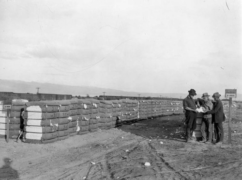 Baled cotton awaiting shipment — Calisphere