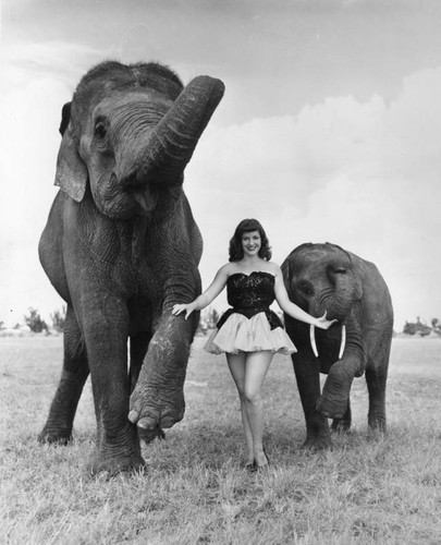 Circus elephants — Calisphere