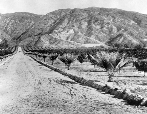 Glendora's Kragmont Avenue — Calisphere