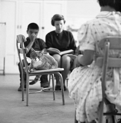 Elysian Heights Elementary School cat named Room 8 sits with students ...