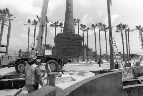 Planting trees in front of the MTA building — Calisphere
