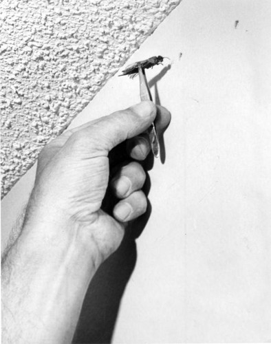 Homeowners to file suit over bugs — Calisphere