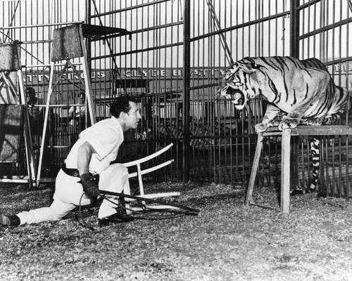 Rajah, a Siberian tiger — Calisphere