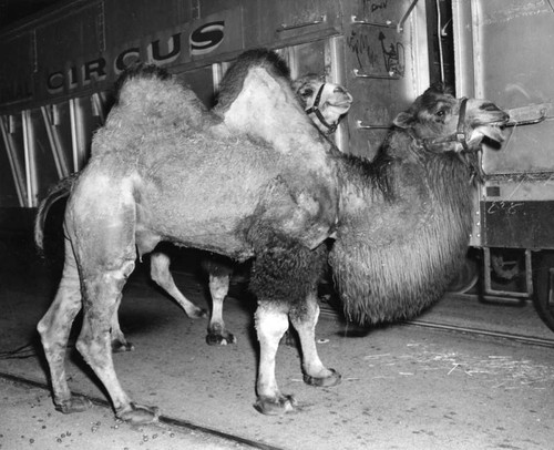 Circus camels — Calisphere