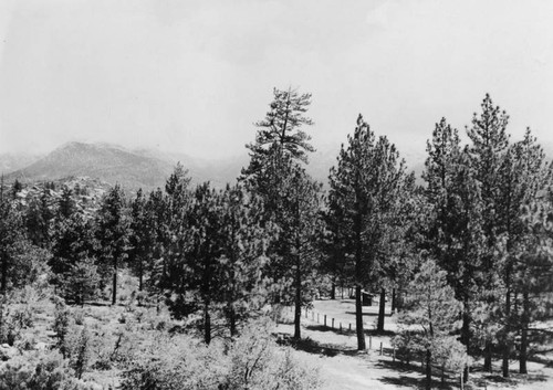 Big Bear trees — Calisphere