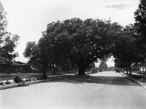 Glendale houses and tree — Calisphere
