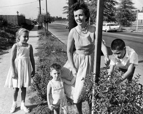 Trees at Shoup Ave. and Oxnard St., Woodland Hills — Calisphere