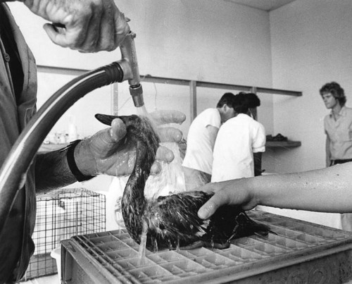 Oil soaked ducks get a bath — Calisphere