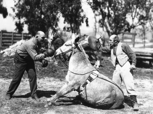 Champion boxer with mule — Calisphere