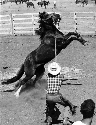 The ups and downs of a bronco rider — Calisphere