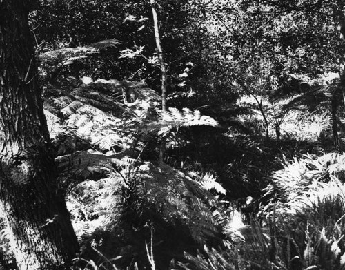 Vegetation in Fern Dell — Calisphere