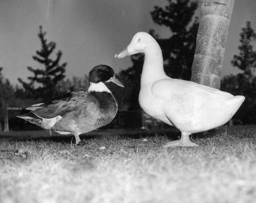 Quiet quack fools quacking friend — Calisphere