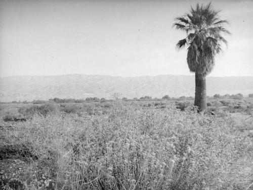 Coachella Valley — Calisphere