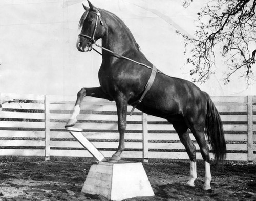 Prize-winning stallion — Calisphere