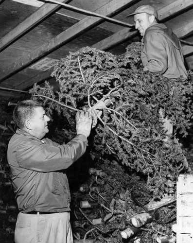 First Christmas trees for the holiday — Calisphere