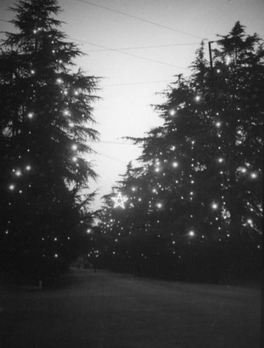 Christmas Tree Lane — Calisphere