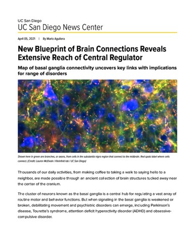 New Blueprint of Brain Connections Reveals Extensive Reach of Central ...