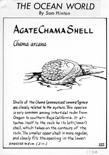 Agate chama shell: Chama arcana (illustration from "The Ocean World ...