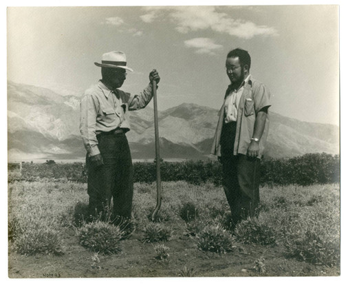S. Shima and Shimpe Nishimura in guayule field — Calisphere