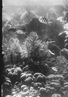 Fish and plants viewed from the Williamson Photosphere, 1914 — Calisphere