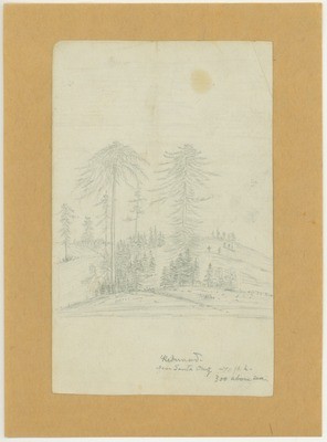 Trees - Redwood Near Santa Cruz, 70 Feet High, 300 Above Sea — Calisphere