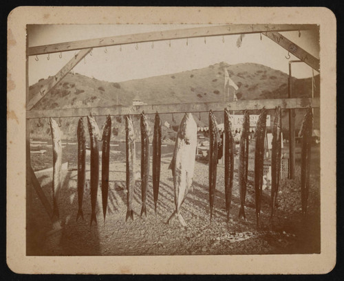 Fish hanging on rack on beach — Calisphere