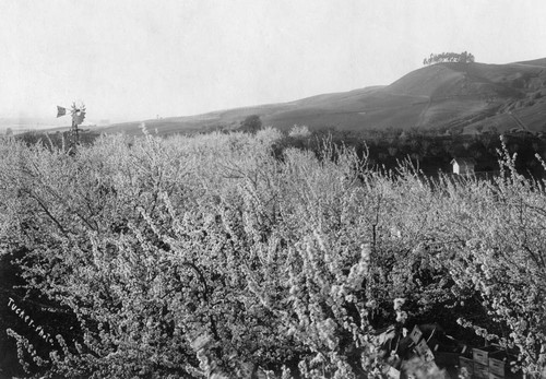An orchard with a windmill — Calisphere
