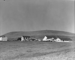View of the ranch of Mrs. R.J. Respini, Petaluma, California, 1955 ...