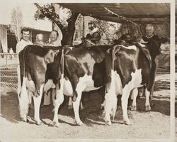 Tom Nunes with Holsteins at his dairy at the Sonoma County Fair, Santa ...