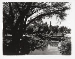 Creek through Juilliard Park, Santa Rosa, California, 1967 — Calisphere
