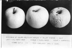 Three apple specimens of Golden Delicious apples from Gold Ridge ...