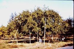 Gravenstein apple trees loaded with ripening fruit and supported by ...