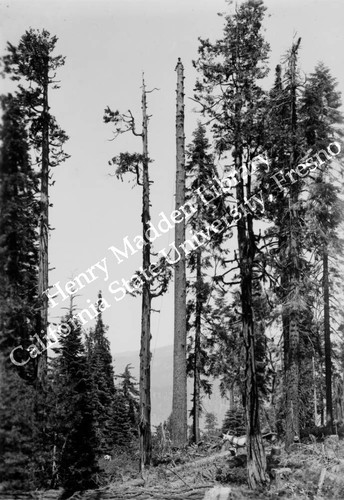 160 feet high — Calisphere