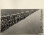 Sutter Basin Irrigation Canal — Calisphere