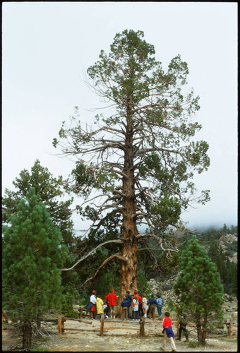 Hanging tree in Holcomb Valley with boy scout 403 — Calisphere