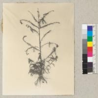 Redwood Region. Seedling with 30" high central stem, killed back and ...
