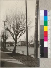 Oriental Sycamore pollarded in 1926-27. Note long and large number of ...