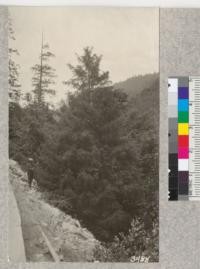 A good specimen of California Nutmeg (Torreya californica) below the ...