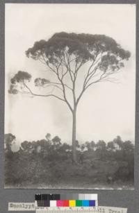 Bucalyptus Longicornis (Morrell Tree) Photo in Western Australia ...