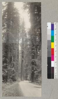 Panorama (vertical) of trees #1589 (top to L) and 1587 (top to R). Dead ...