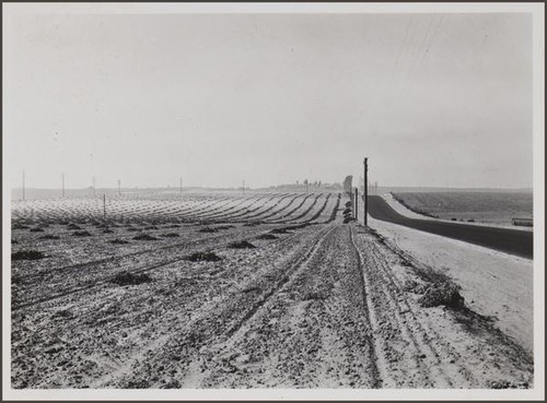 Lima bean field on sandy soil (hay piles), Imperial Highway — Calisphere