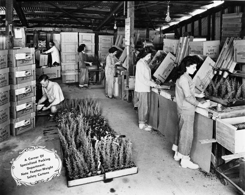 Packing plants for shipping — Calisphere