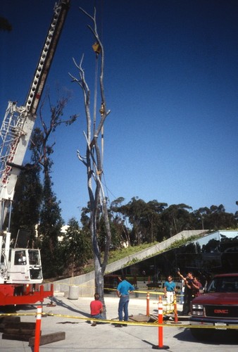 Trees: view of Silent Tree being re-installed in front of Geisel ...
