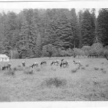 Elk near Orick, Humboldt County — Calisphere