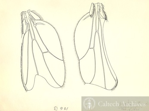 Fruit fly drawing, wings (Drosophila melanogaster) — Calisphere