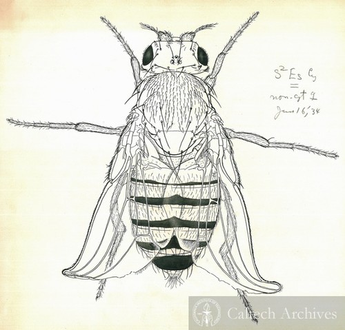 Fruit fly drawing, full fly (Drosophila melanogaster) — Calisphere