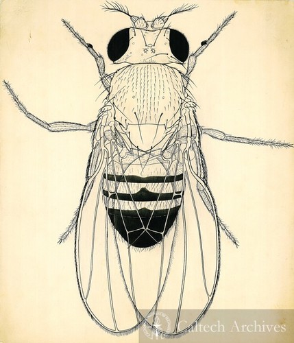 Fruit fly drawing, full fly (Drosophila melanogaster) — Calisphere