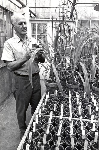 George Beadle with corn — Calisphere